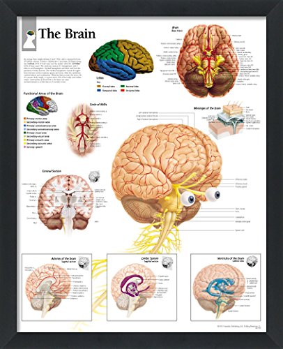Compare price to brain diagram poster | TragerLaw.biz