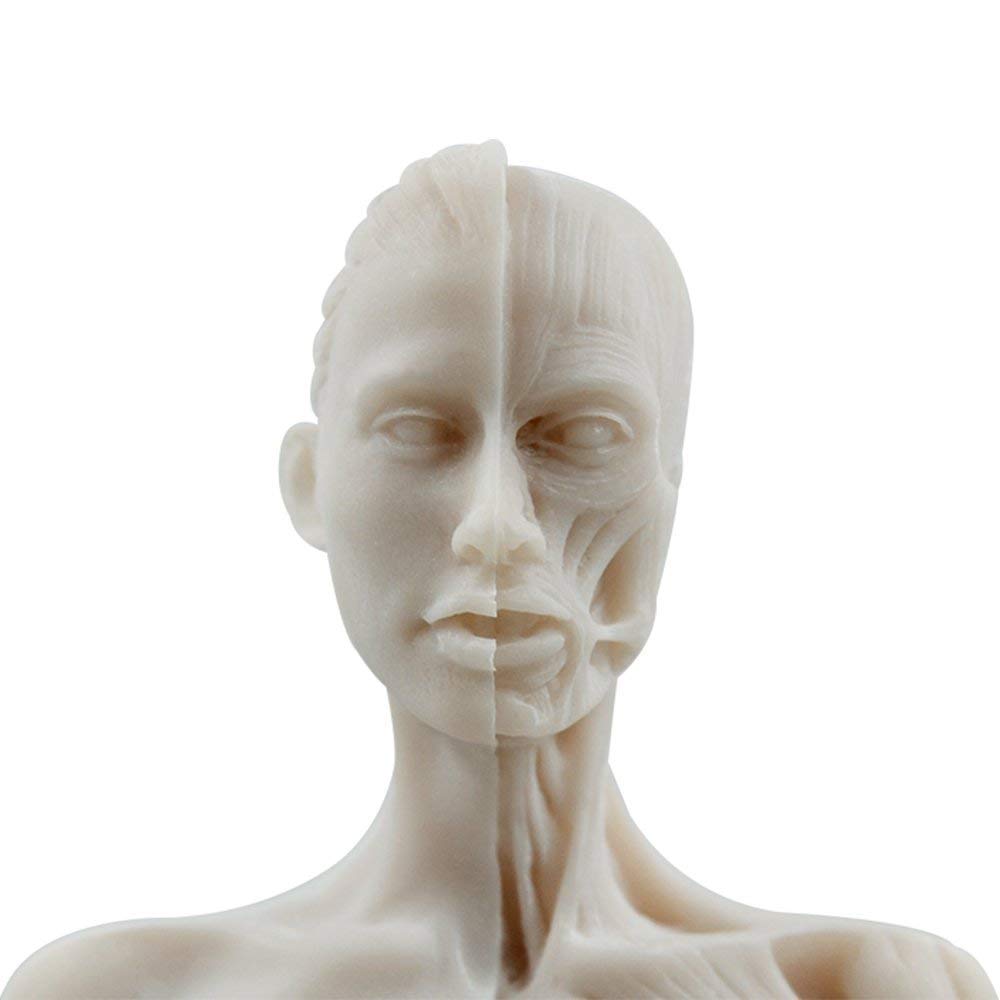 Mua BONEW Dental 30CM Resin Human Anatomical Anatomy Skull Head Body ...