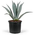 Amazon.com : Eureka Farms Century Plant, Super Blue Agave Americana ...