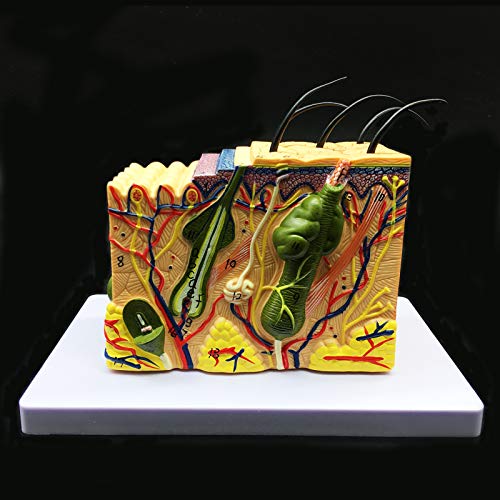 Skin Model, 35X Enlarged Anatomical Model Anatomy for Science Classroom ...
