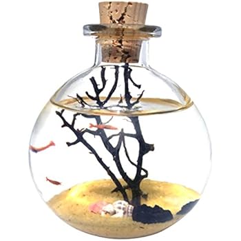 Amazon.com : EcoSphere Small Sphere : Aquariums : Pet Supplies