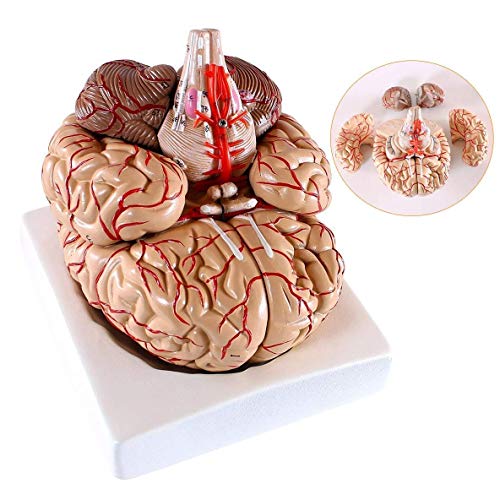 Mua Anatomy Model, Anatomical Model of the Human Brain - Human Brain ...