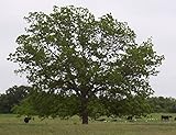 Pecan tree - Grow Plants