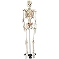 Amazon.com: Mr. Thrifty Budget Skeleton Model 33 1/2 in High for ...