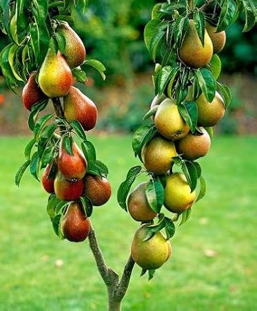 Duo-Birne / Birnbaum DUO 'Williams' und 'Beurre Hardy' / Pyrus communis ...