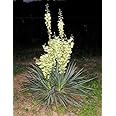 Amazon.com : 2 Yucca Plants, Yucca Live Plants Large Outdoors Plants 15 ...