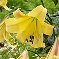 Amazon.com : Rising Moon Orienpet Lily Flower Bulbs - 3 Lilies Per Pack - Live Flowering Plant ...