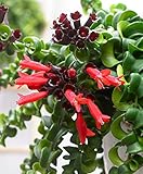 Lipstick plant - How to grow & care