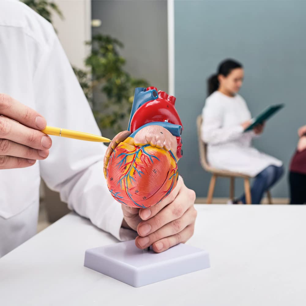 Mua Anatomy Heart Model, 3D Human Heart Model, Science Education Human ...