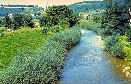 - purpurea -Salix Cuttings Bush Willow Basket 4 Prized Bush Willow ...