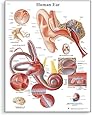Amazon.com: The Ear: Organs of Hearing and Balance Anatomical Chart: Anatomical Chart Company ...