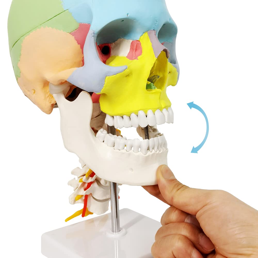 Anatomy Exploded Skull Model,Human Medical Skull Model Dental ...