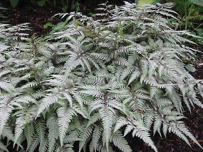 Athyrium niponicum Silver Falls - Japanese Painted Fern Plant in 9 cm ...