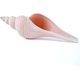 Amazon.com: PPCLION 6" Large Natural Conch Shells Orange Seashells ...