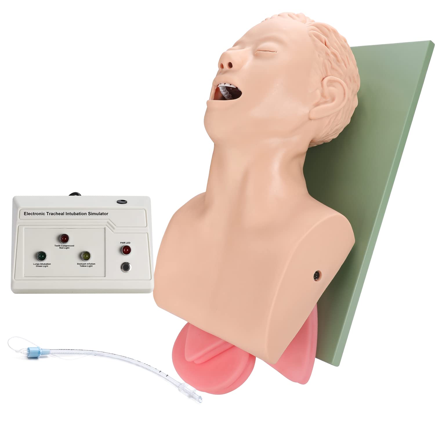 faruijie Endotracheal Intubation Human Model - Tracheal Intubation ...