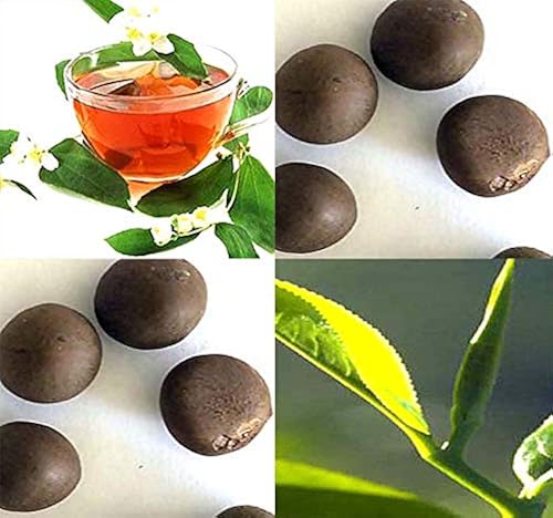 MySeeds.Co Big Pack - (25) Tea Plant Seed - Camellia sinensis - Edible ...