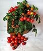 30 Dwarf Red Robin Tomato Seeds, Heirloom Non-GMO, Sweet, Low Acid ...