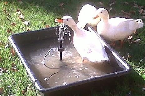 LARGE duck splash pond and fountain with mains fountain! (Large ...
