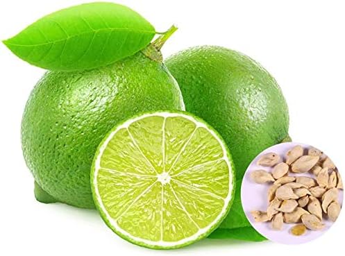 Seed for Planting,20Pcs Lemon Tree Seeds Productive Non-GMO Viable ...