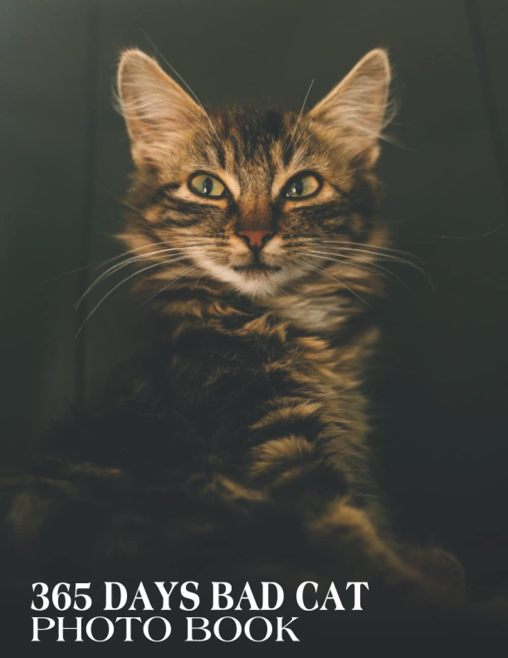 Mua 365 Days Bad Cat Photography Book: 2023 Photo Book Of 365 Days Bad ...