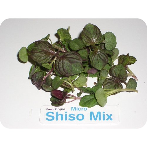 Micro Greens - Red Shiso - 4 x 8 oz: Amazon.com: Grocery & Gourmet Food