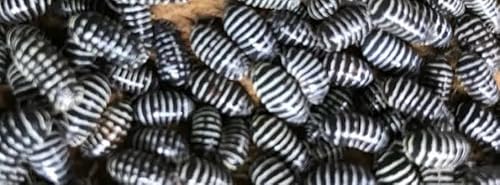 (10 Count) Zebra Isopod, Roly Poly, Armadillidium maculatum, Black and ...