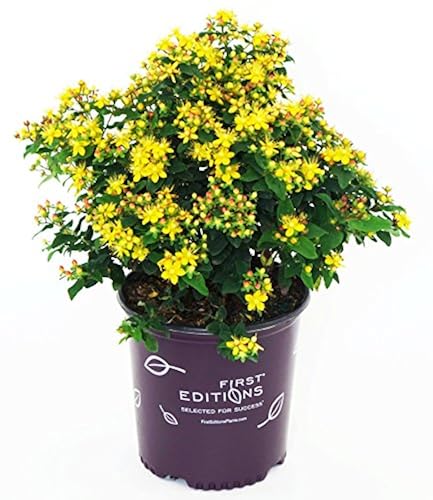 First Editions - Hypericum inodorum Red Star (St. Johns Wort) Shrub ...