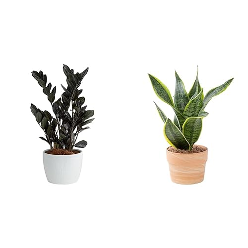 Costa Farms Raven ZZ Plant and Snake Plant Bundle - Easy to Grow Indoor ...