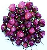 Cheiro Roxa: Brazilian Beauty - PepperScale