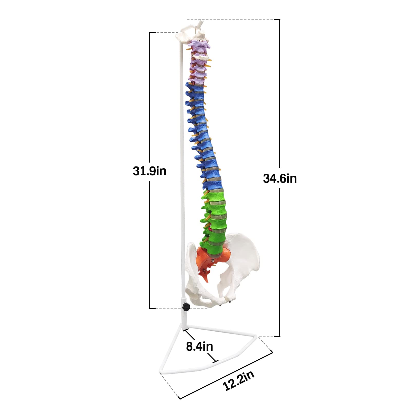 Mua Ultrassist Life Size Human Spine Model, 34" Flexible Spinal Cord ...