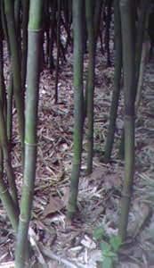 Amazon.com : Arundinaria 'Gigantea' River Cane Native North American ...