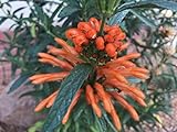 Leonotis leonurus - How to grow & care