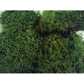 Amazon.com : Live Moss Variety Sampler - Fern Moss, Sheet Moss, Frog ...
