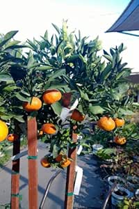 Amazon.com : Dwarf Dancy Tangerine Tree Seven Gallon : Orange Tree ...