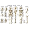 Skeletal System Anatomical Chart - Laminated - Human Skeleton Poster 18 x 27 (Horizontal ...