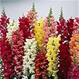 Amazon.com : 100 Tall Deluxe Mixed Snapdragon Flower Seeds : Patio ...