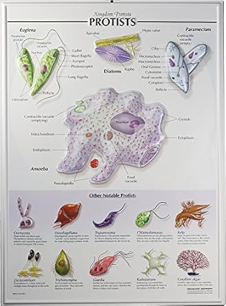 Amazon.com: Protists Poster, Raised Relief: Industrial & Scientific