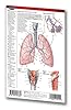 Cardiorespiratory System Pocket Chart - Medical Quick Reference Guide ...