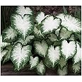 Amazon.com : Fancy Leaf Caladium - June Bride - Large Size Root - Zones ...