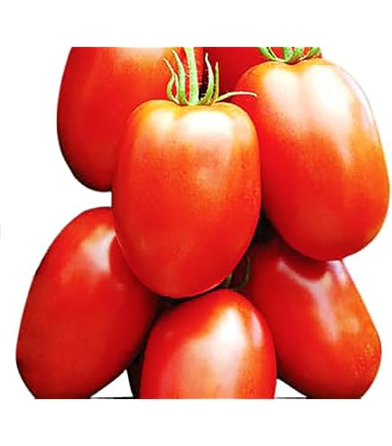 Clip Art De Tomate Reliquia