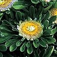 Amazon.com : Incredible Hulk Aster 40 Seeds - Unbelievable - Annual ...
