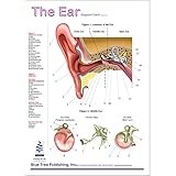 Amazon.com: Anatomy of The Human Ear Diagram Chart Laminated Dry Erase Sign Poster 12x18: Home ...