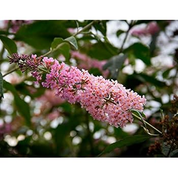 Amazon.com : Peach Cobbler Flutterby Grande Butterfly Bush - Trade ...