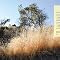 Wildcrafted Fermentation: Exploring, Transforming, and Preserving the ...