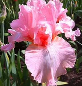 Amazon.com : Pink Attraction, Colorful Bearded REBLOOMING IRIS (1 ...