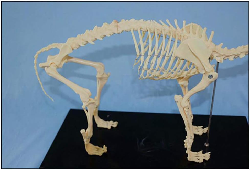 WJH Canine Skeleton Dog Skeleton Specimen Model Dogs Animal Anatomy ...