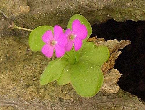 Pinguicula elizabethiae photos