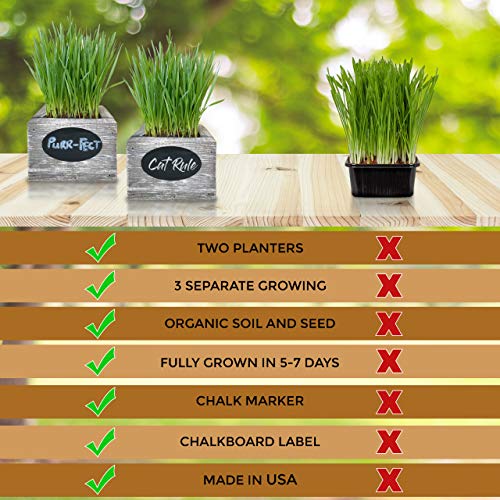 Organic Cat Grass Seeds Kit with 2 Square Planters & Soil Pucks, Seeds ...