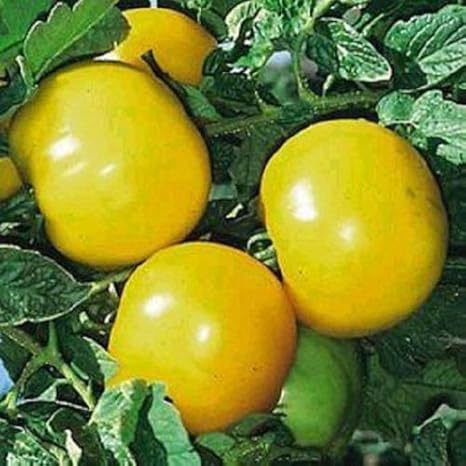 Amazon.com : Tomato Seeds 25 Lemon Boy Yellow Tomato Seeds 72 Days ...