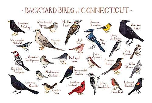 Amazon.com: Backyard Birds of Connecticut Field Guide Art Print: Handmade
